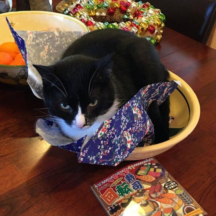 25 Diy Cat Bed Ideas For Kitties To Relax Craftsy
